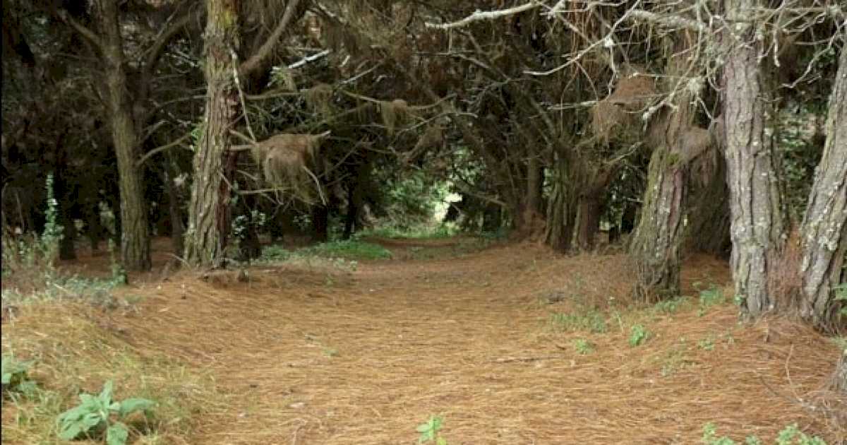 Embalse del Neusa será reforestado con 95 mil árboles - Vox Populi